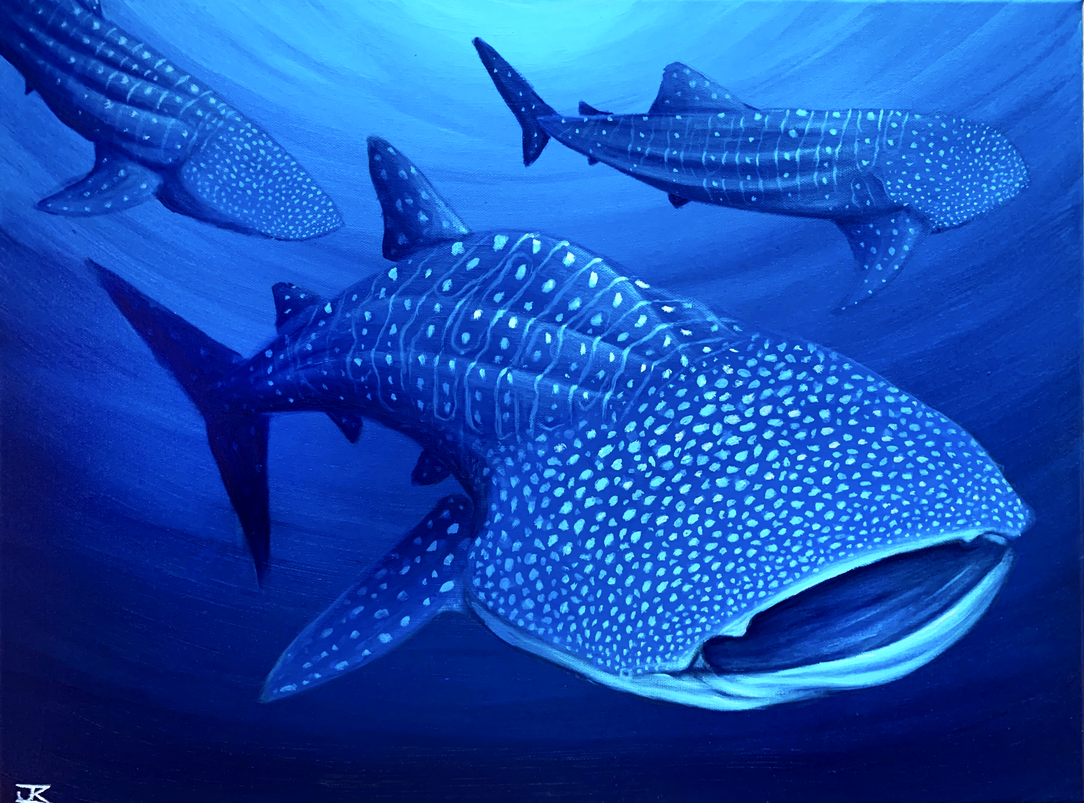 Whale Shark Trio